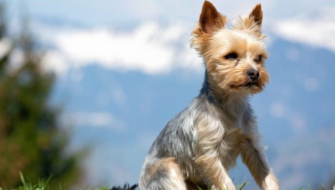 Les races de chien terrier : Des compagnons pleins de vie - Le monde ...