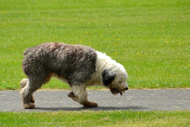 Bobtail : caractère, mode d'alimentation et maître idéal