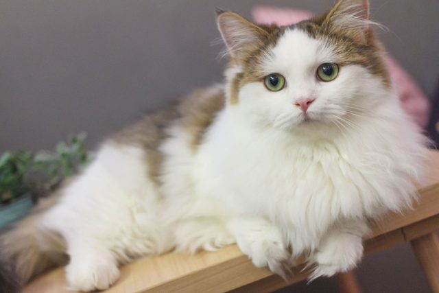 Les bisous : un langage d'amour pour les chats