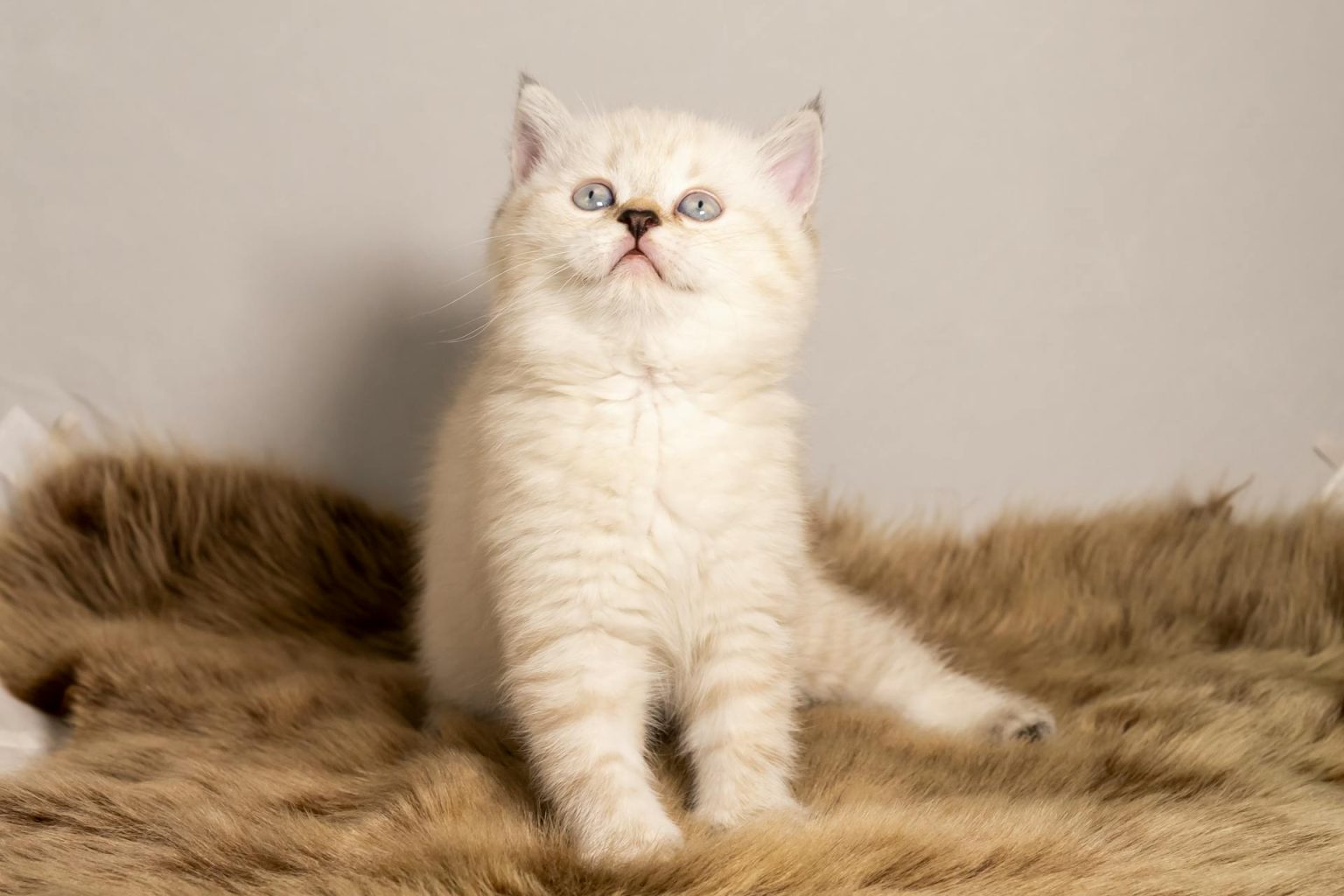 Les 5 races de chat les plus mignonnes du monde - Le monde des animaux