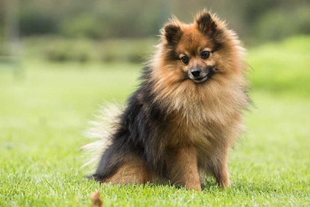 Les différentes races de chien Spitz - Le monde des animaux