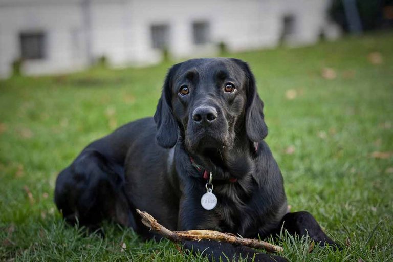 Les plus belles races de chien au pelage noir - Le monde des animaux
