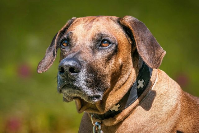 Le Rhodesian Ridgeback : caractère, alimentation et maître idéal