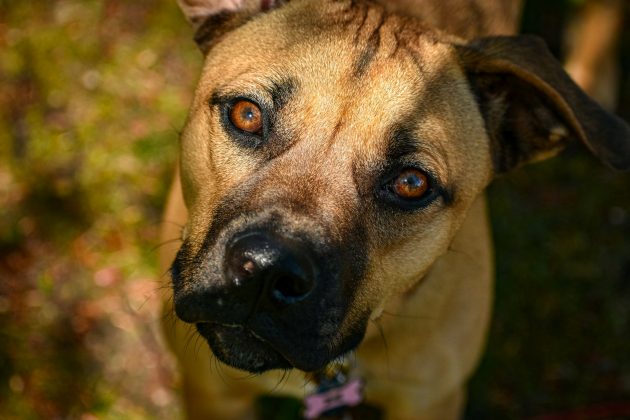 Les races de chien au pelage fauve