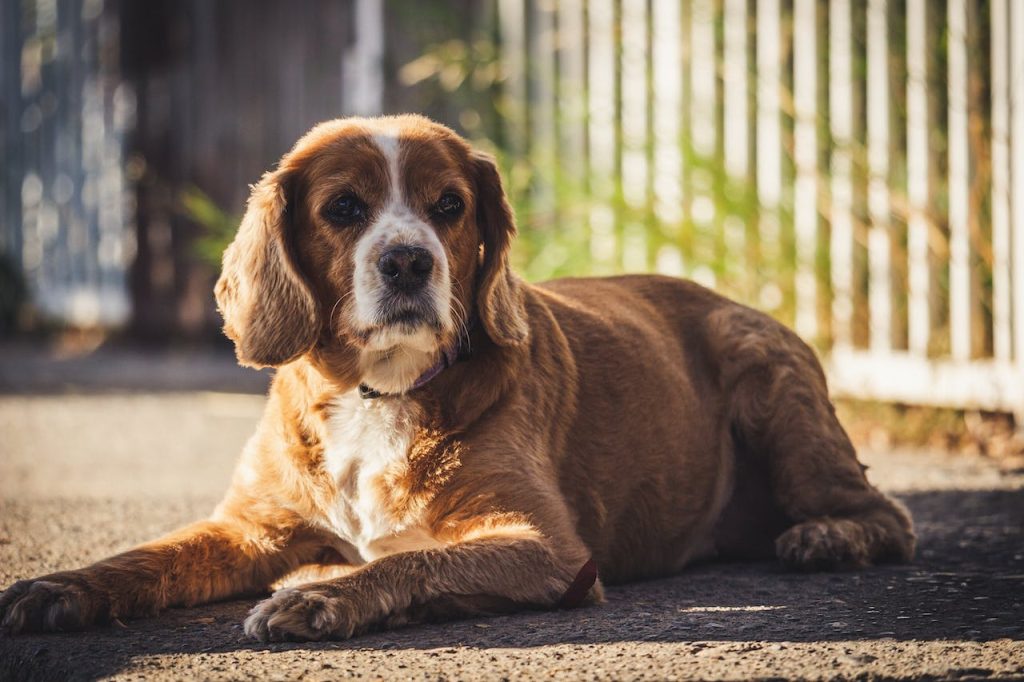 Les races de chiens qui sont les meilleurs détecteurs d'odeurs