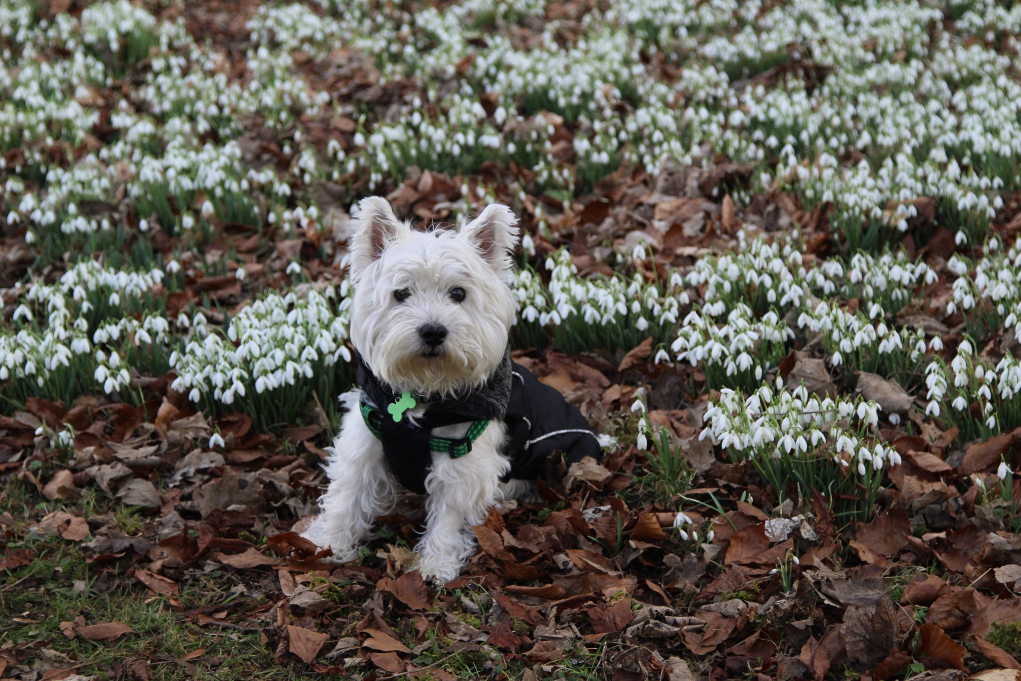 À la trace de Milou : tout sur la race de chien iconique de Tintin