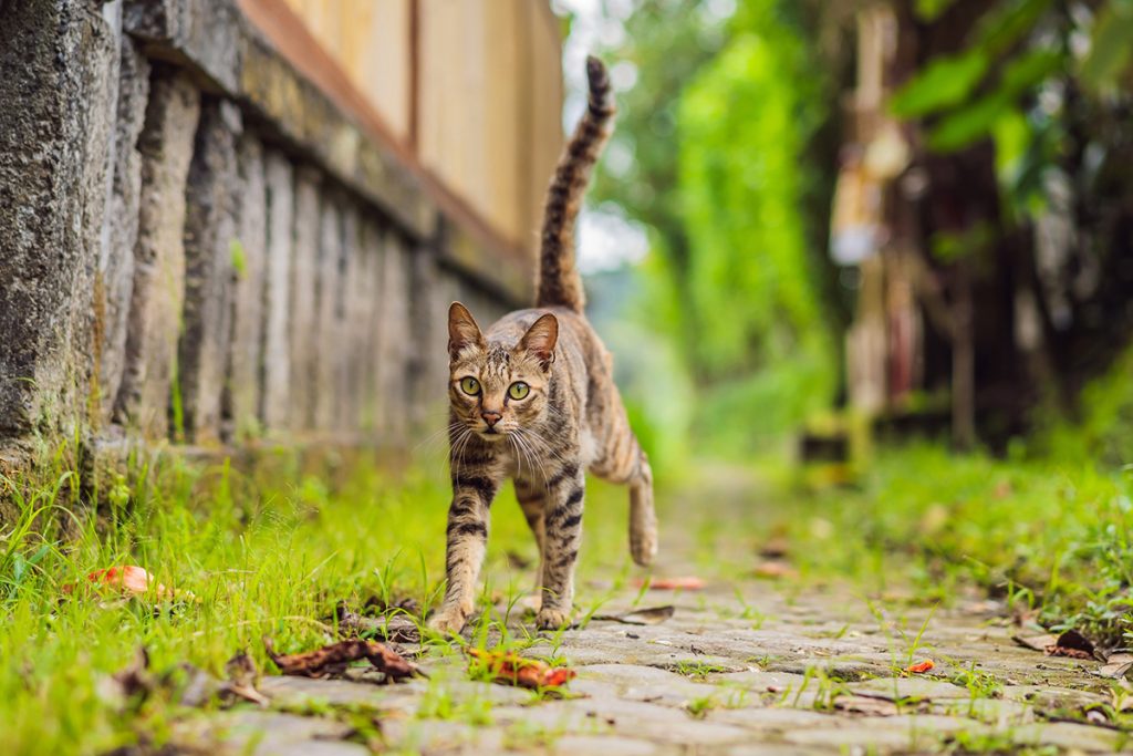 À quelle vitesse peut courir un chat ? - Le monde des animaux
