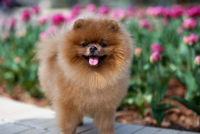 5 choses essentielles à savoir sur le Spitz nain - Le monde des animaux