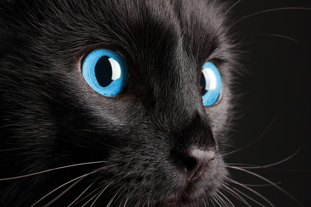 Les races de chat noirs aux yeux bleus - Le monde des animaux