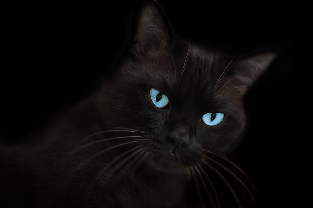 Les races de chat noirs aux yeux bleus - Le monde des animaux
