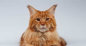 Chats - Le monde des animaux